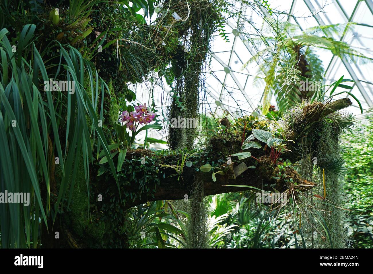 Tropical green rainforest in Climatron geodesic conservatory dome at ...