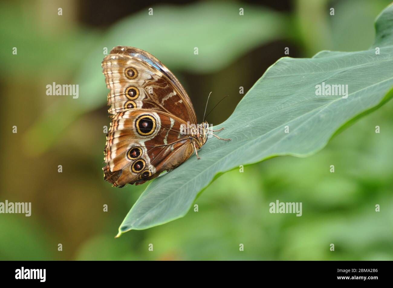 Eyespots on wing of Giant owl butterfly Caligo memnon Stock Photo - Alamy