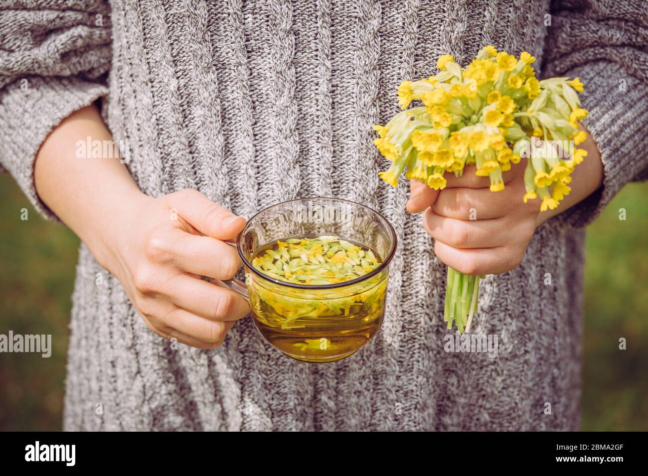 Woman person drinking cowslip herbal tea. Primula veris tea (cowslip ...