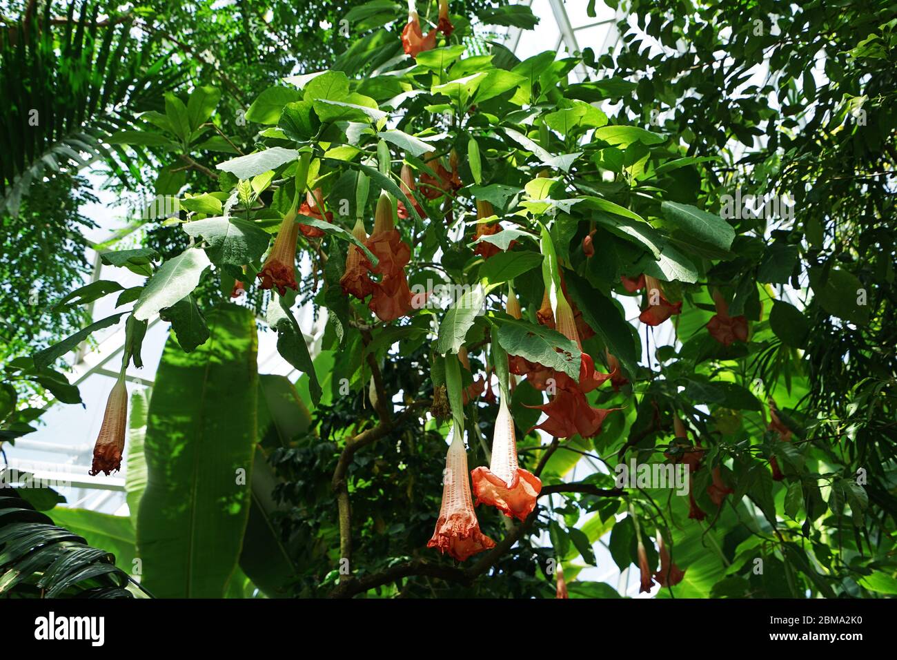 Brugmansia sanguinea (Red Angel's Trumpet) flower plants Stock Photo ...