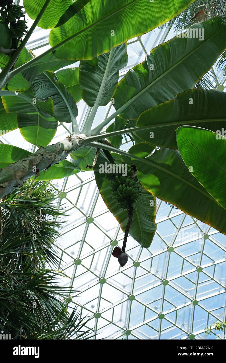 Tropical rainforest banana in Climatron geodesic conservatory dome at ...