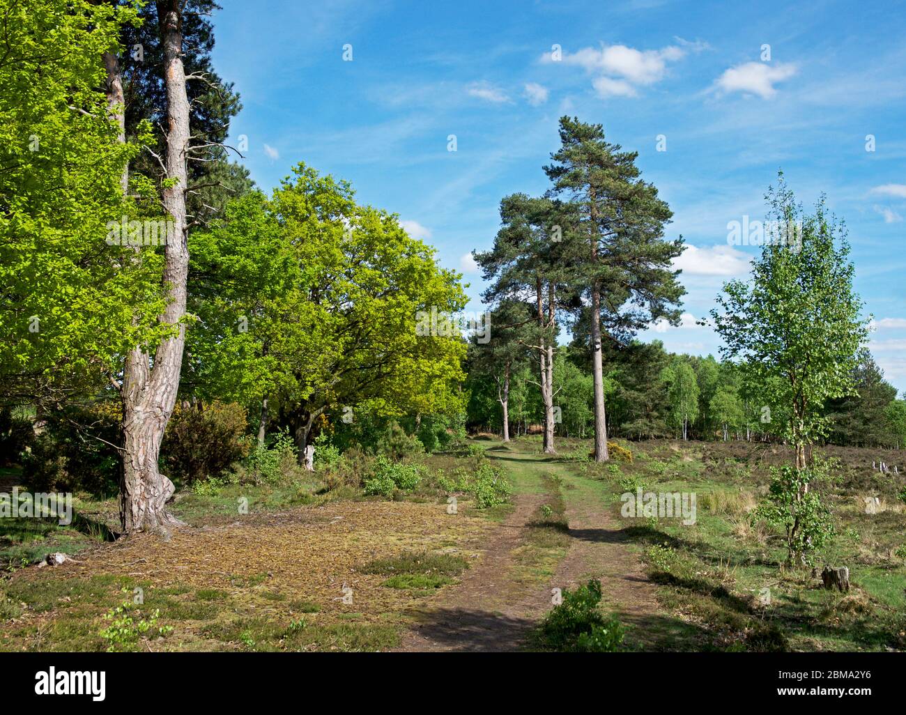 Skipwith Common, North Yorkshire, England UK Stock Photo - Alamy