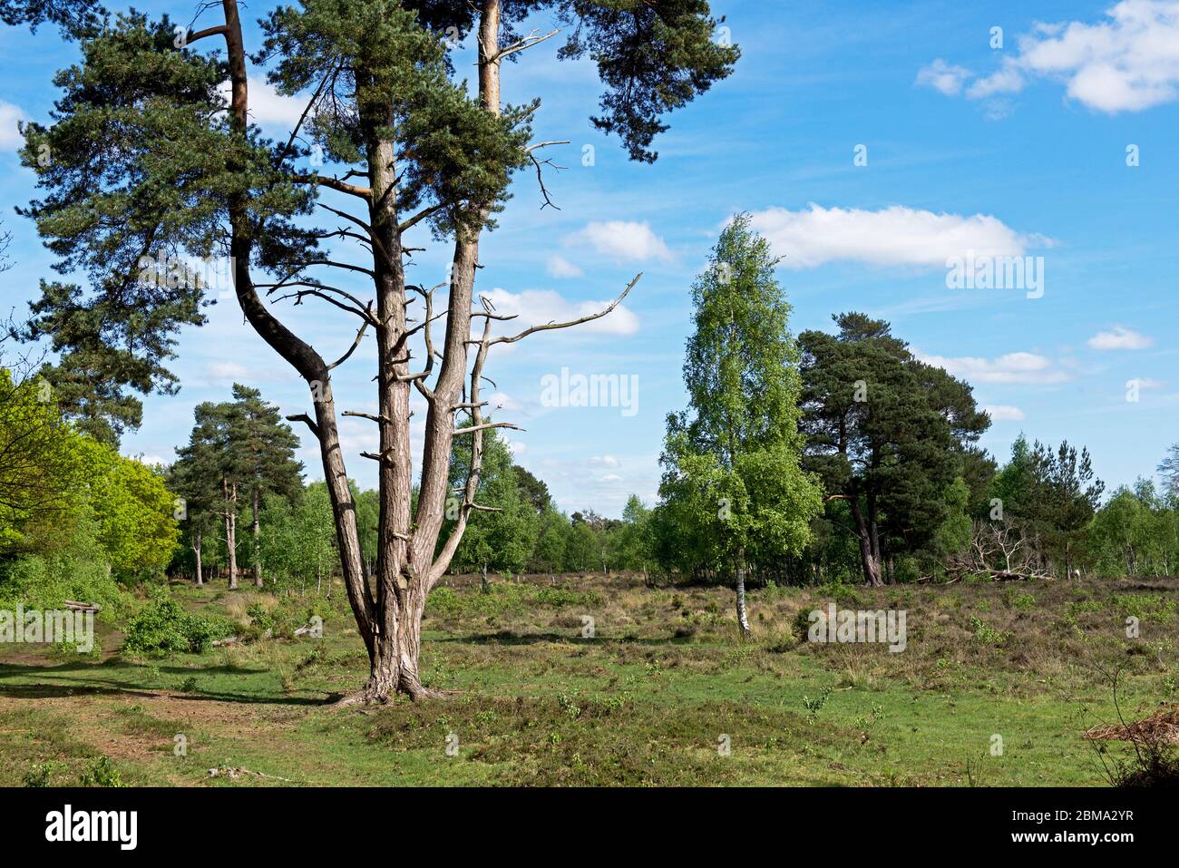 Skipwith Common, North Yorkshire, England UK Stock Photo - Alamy
