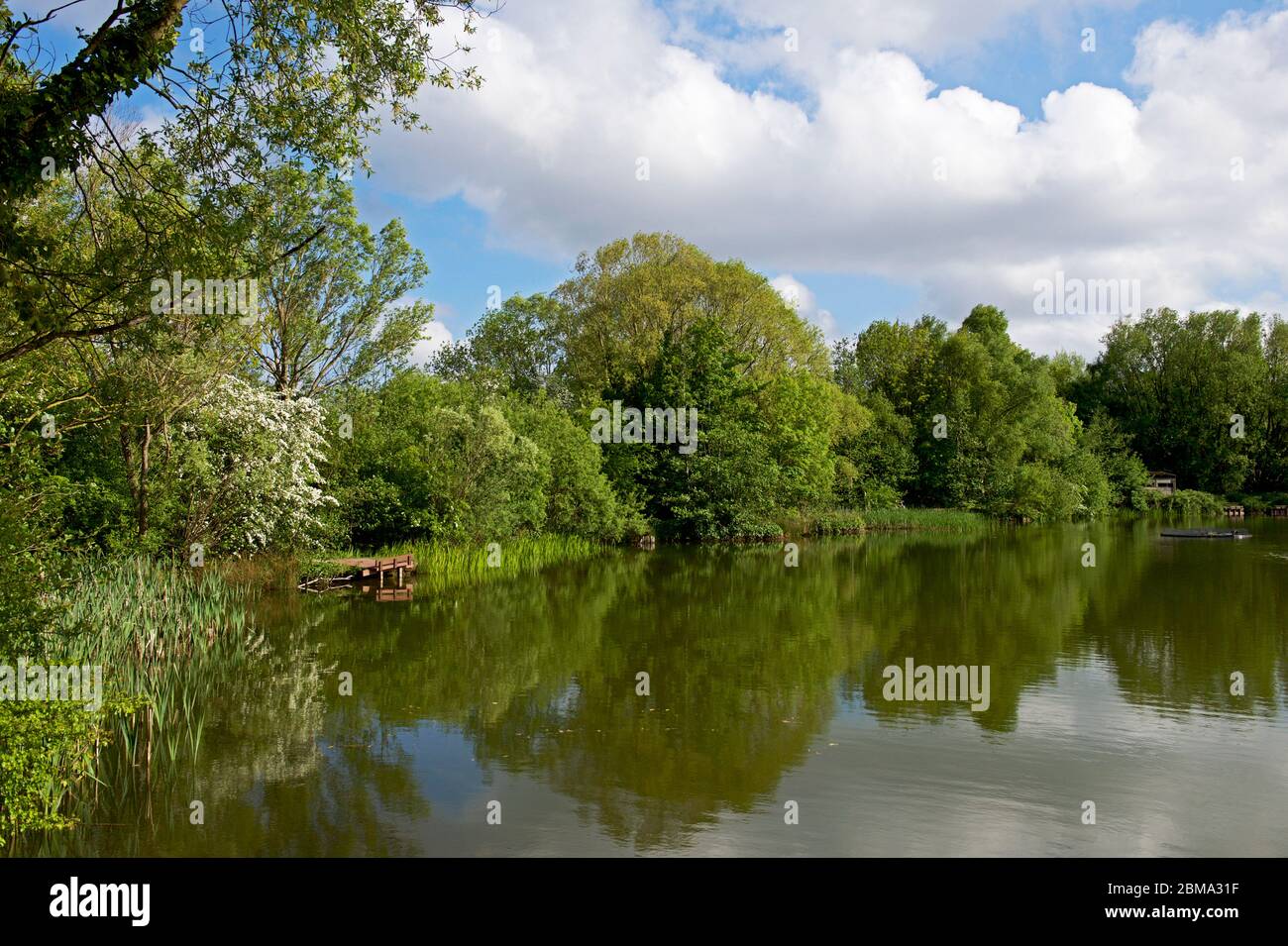 Eastrington Ponds in spring, East Yorkshire, England UK Stock Photo - Alamy