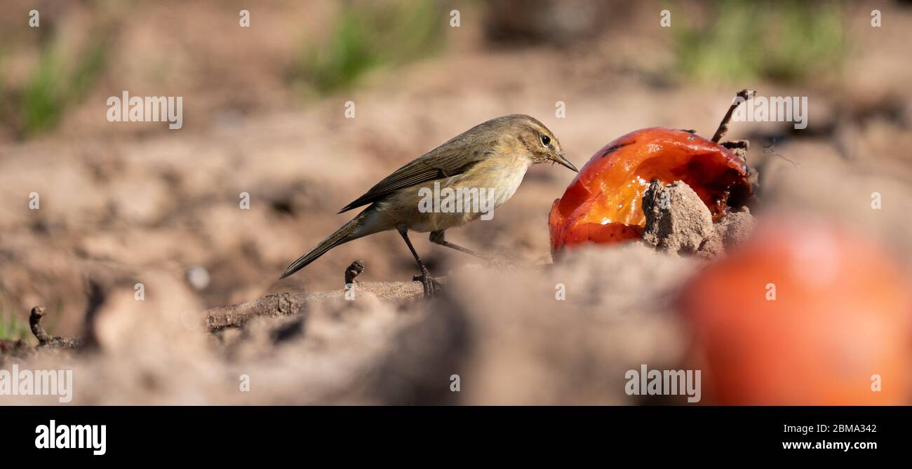 Small bird feeding from fruits on the ground Stock Photo - Alamy