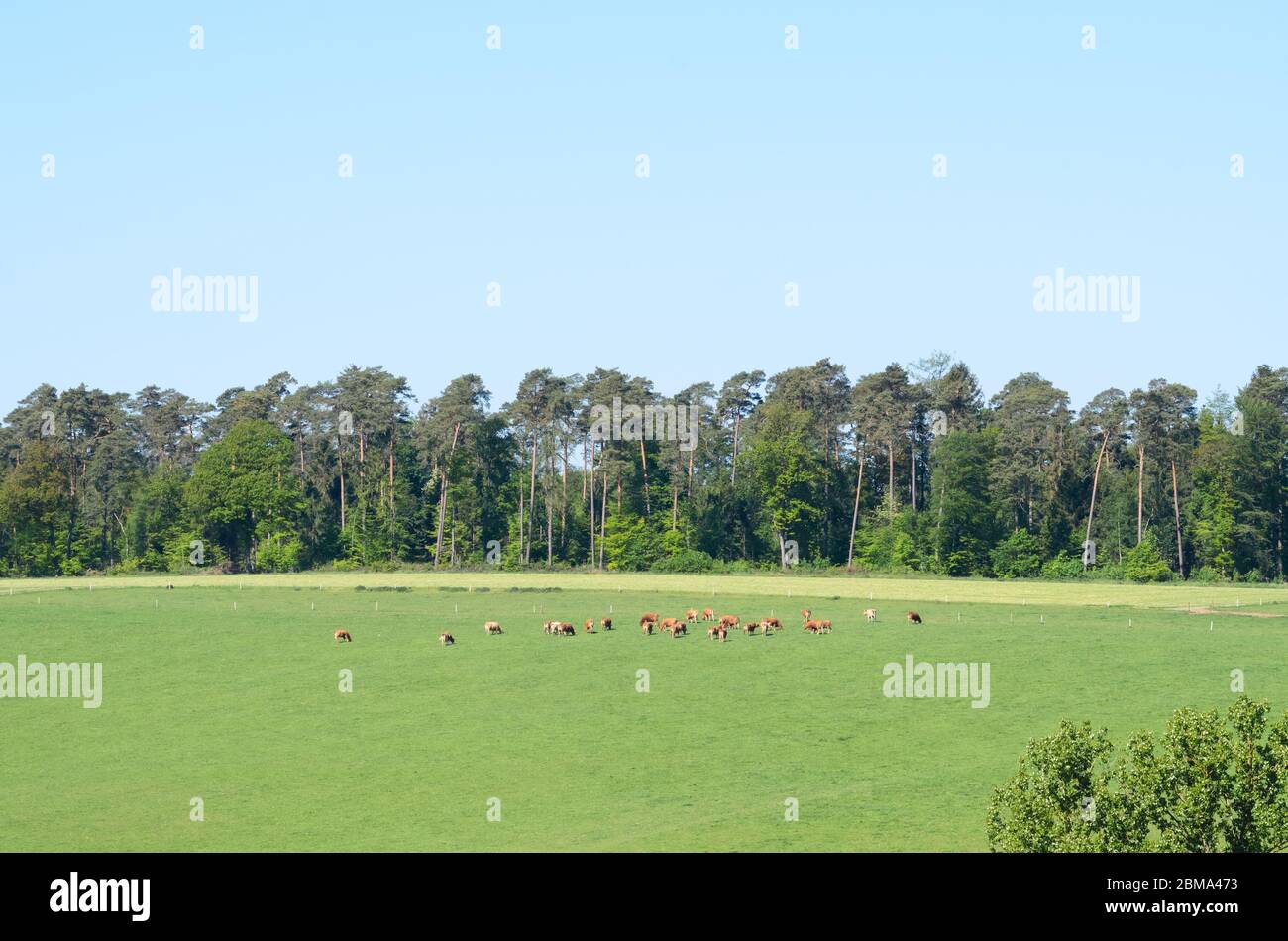 Forest in the rural countryside and herd of domestic cattle livestock ...