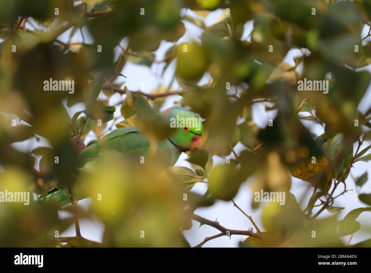 Feather points hi-res stock photography and images - Alamy