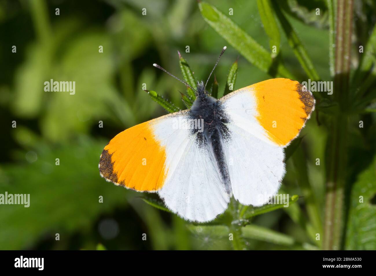 Aurorafalter, Männchen, Aurora-Falter, Anthocharis cardamines, orange ...