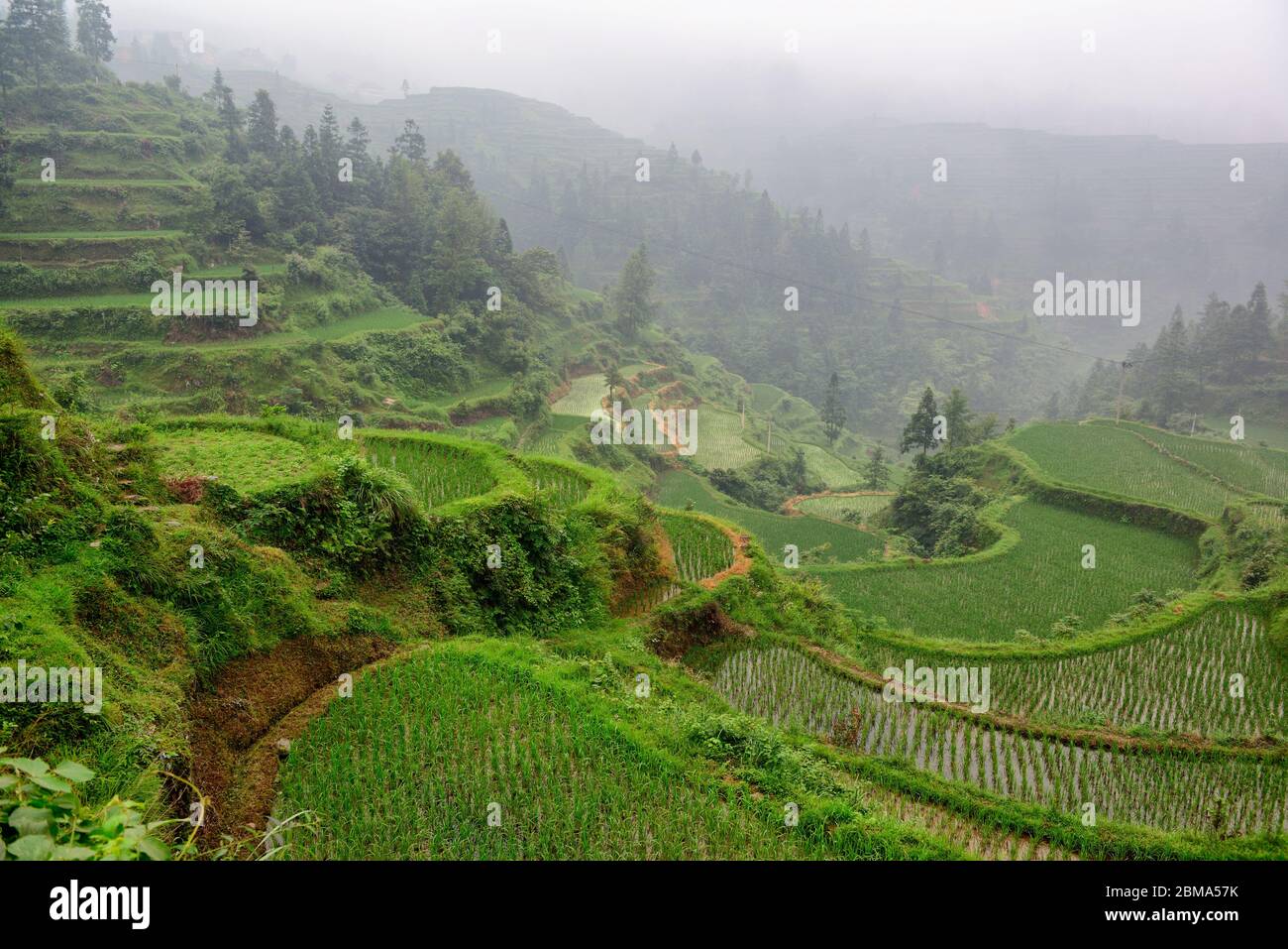 Chinese rice terraces in summer, Longsheng China Stock Photo - Alamy