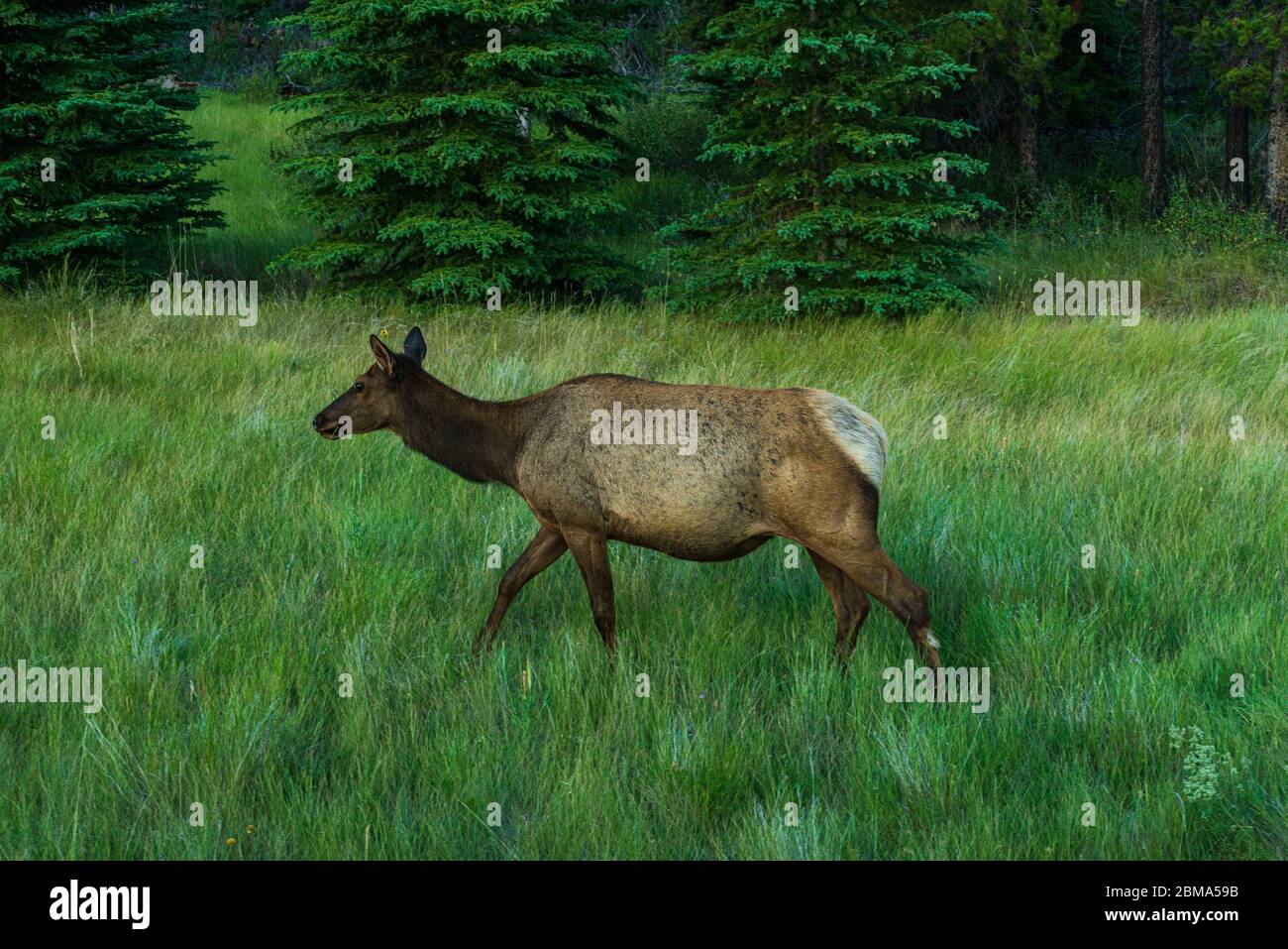 wild animals inside Jasper National Park, Alberta, Canada Stock Photo ...