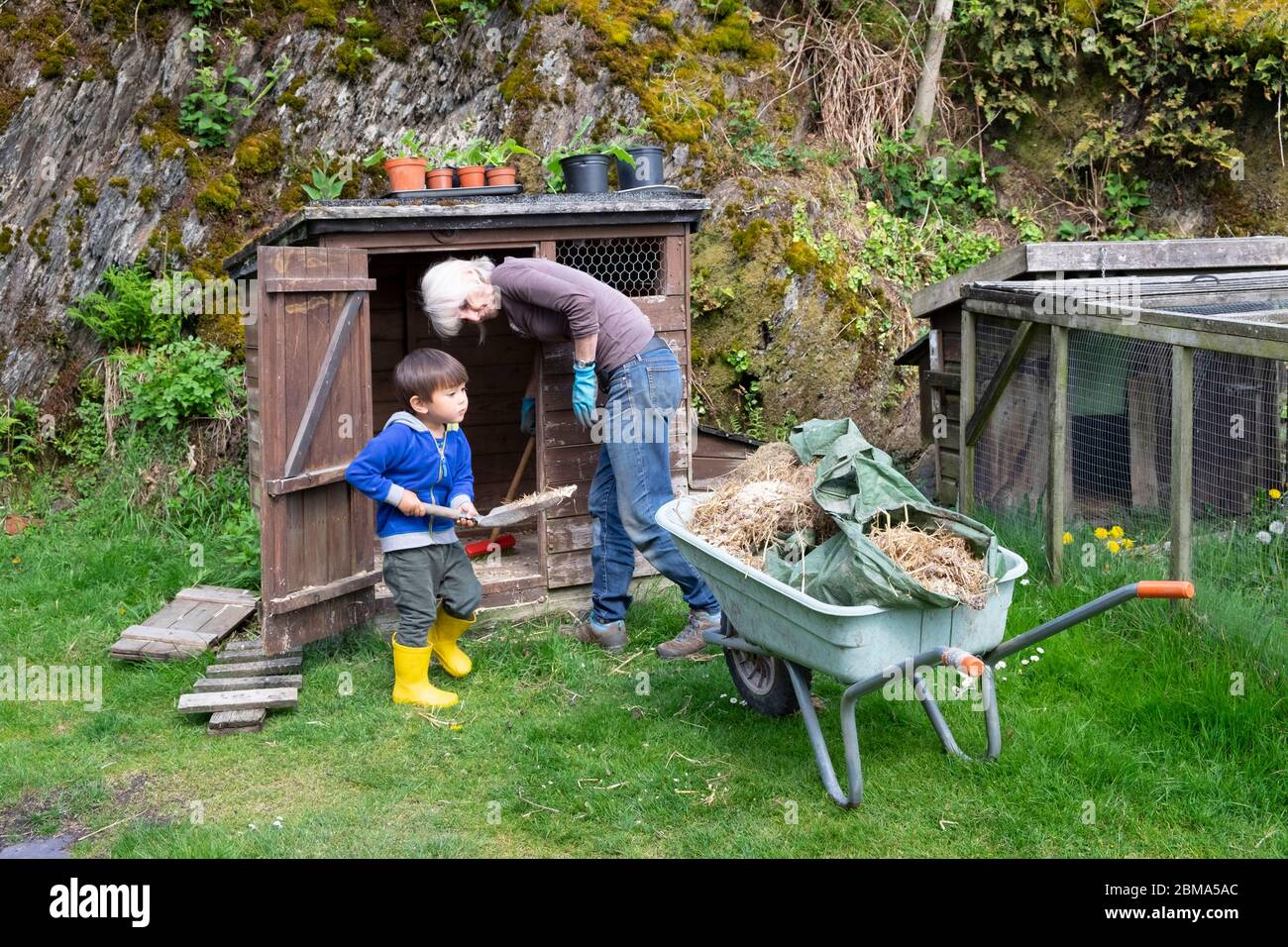 Child little boy helping grandmother grandparent woman take manure out ...
