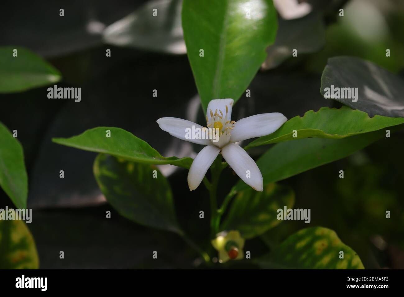 lemon flower grows on plant Stock Photo - Alamy
