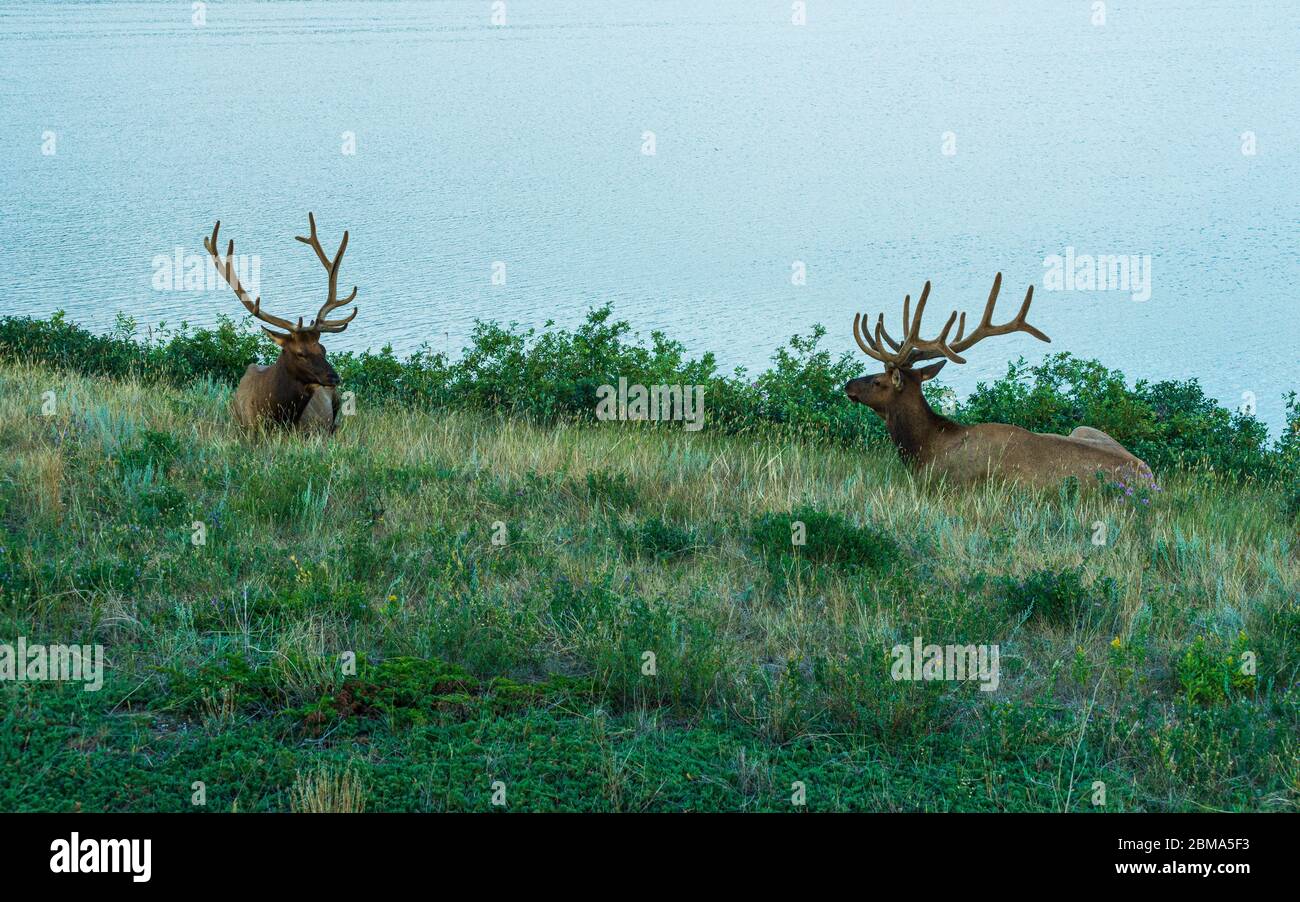 wild animals inside Jasper National Park, Alberta, Canada Stock Photo ...
