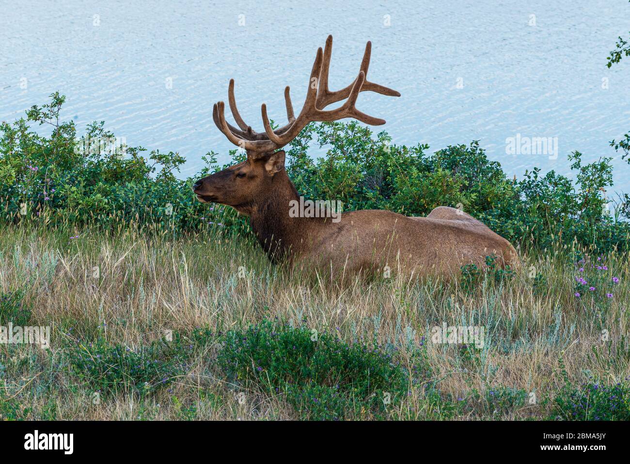 wild animals inside Jasper National Park, Alberta, Canada Stock Photo ...