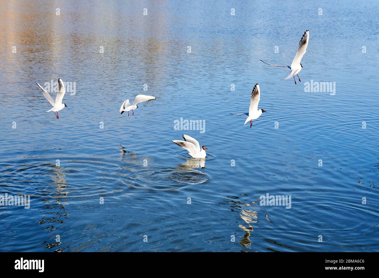 five river gulls over blue water demonstrate the phases of landing and ...