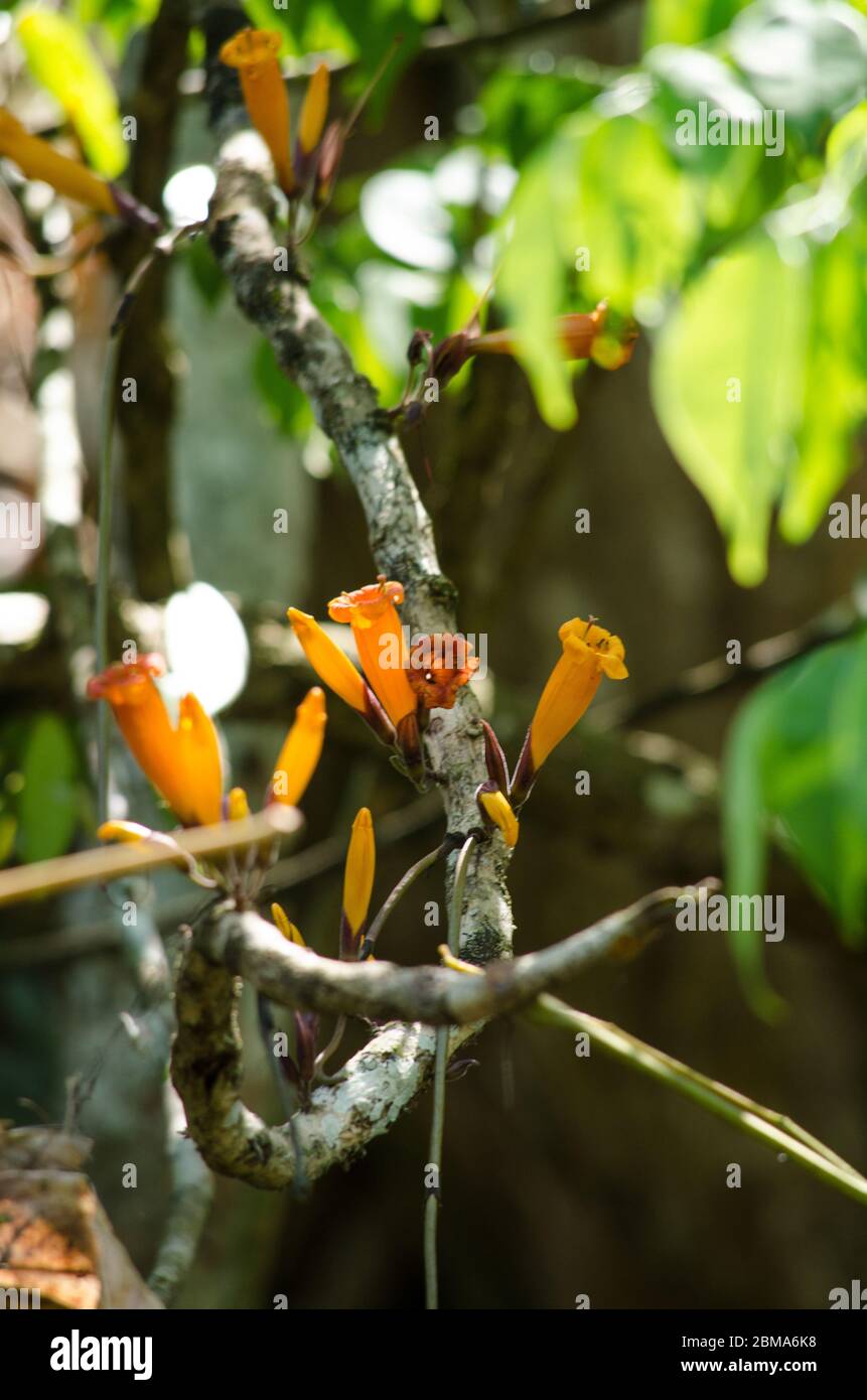 Brak hi-res stock photography and images - Alamy