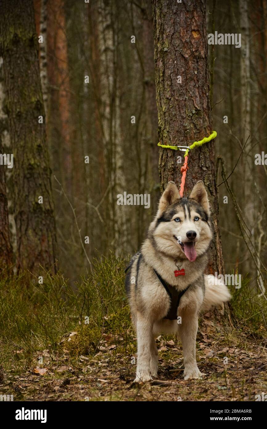 fluffy Siberian husky dog on a walk among nature, spring Stock Photo ...