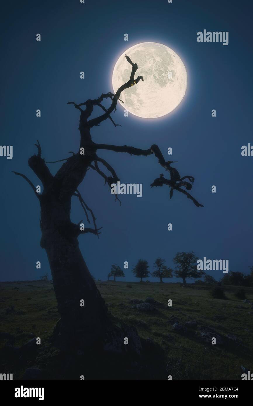 creepy and scary tree at night against big full moon Stock Photo - Alamy