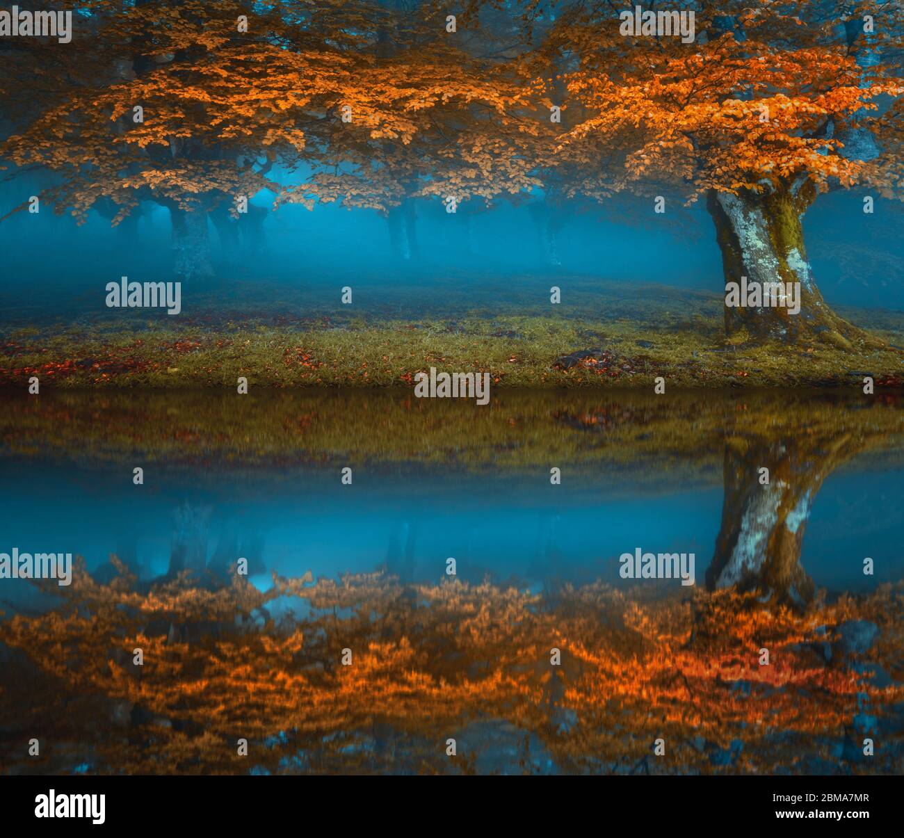 Autumn mood at a forest lake hi-res stock photography and images - Alamy