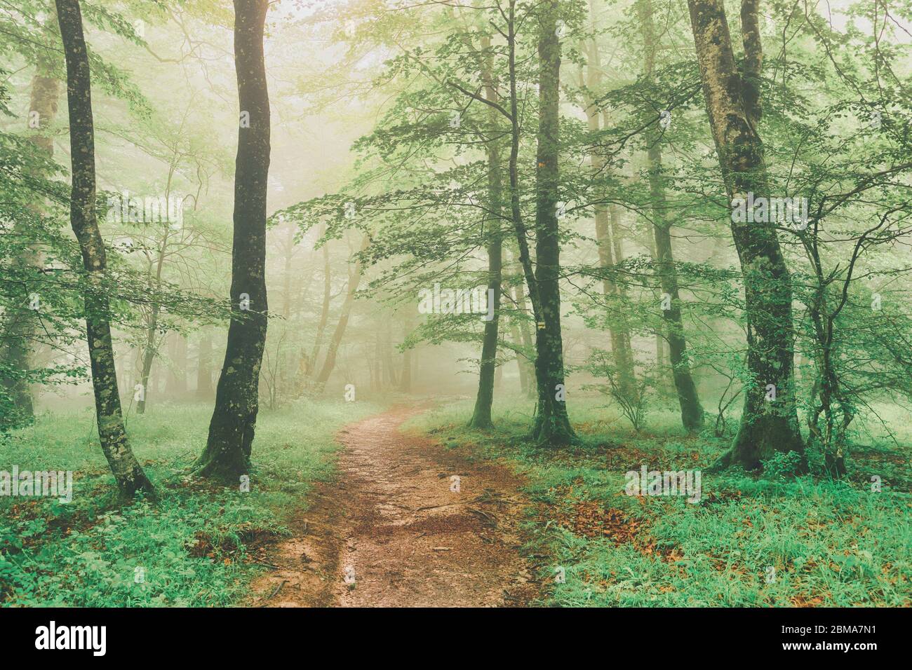 path in green forest with fog at spring Stock Photo - Alamy