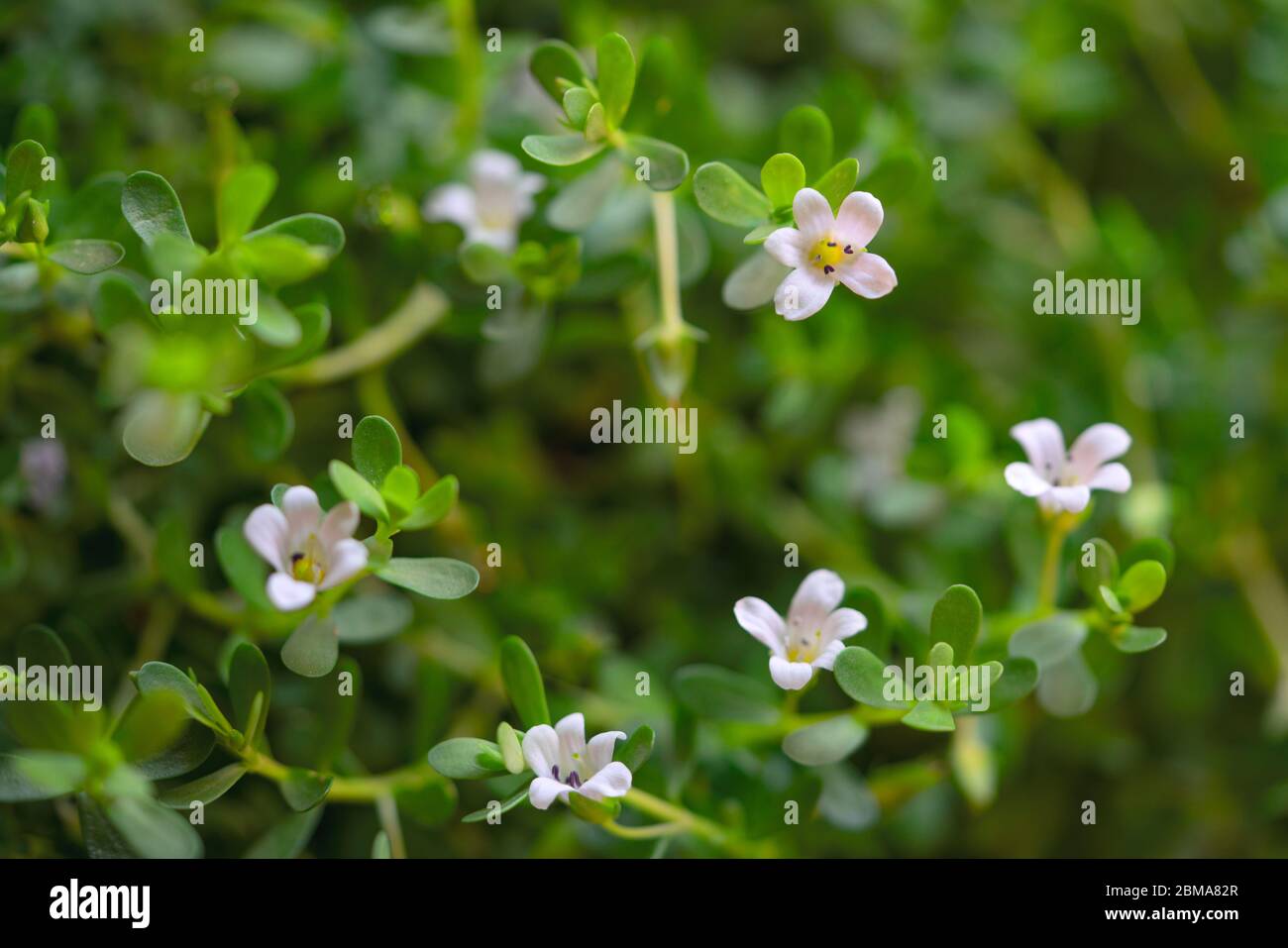 fresh bacopa herb with purple flowers in the garden Stock Photo - Alamy