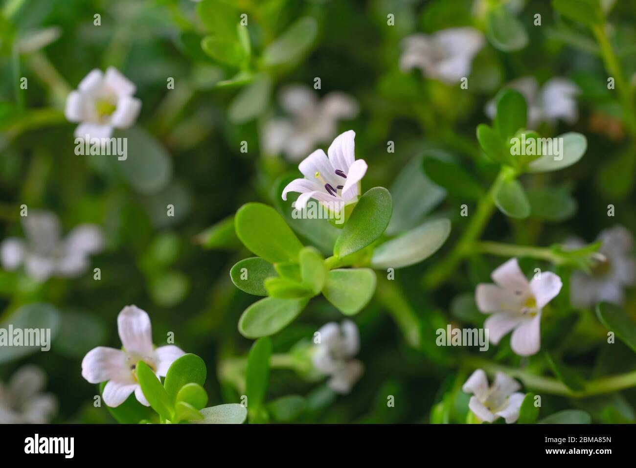 fresh bacopa herb with purple flowers in the garden Stock Photo - Alamy