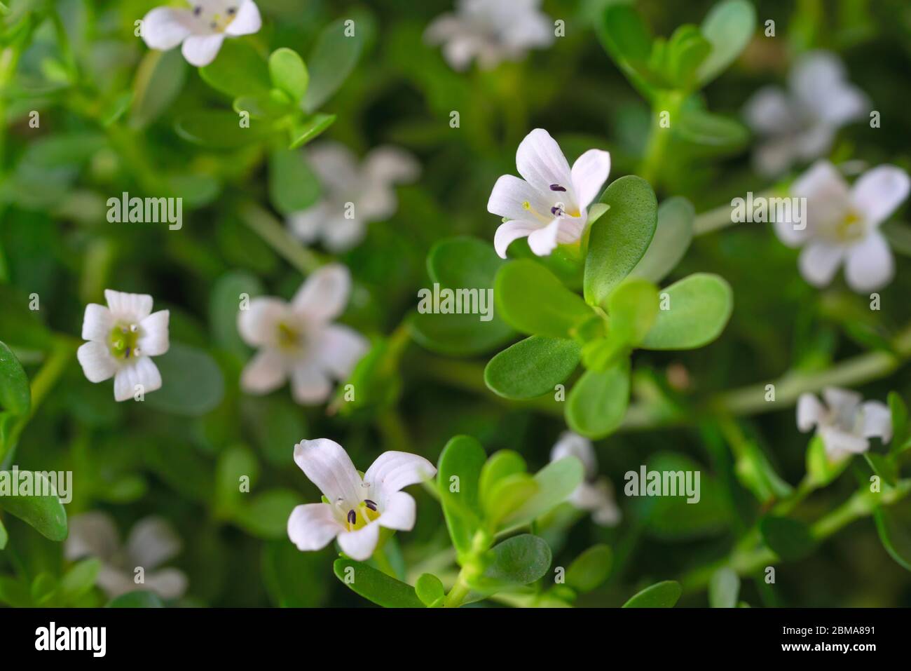 fresh bacopa herb with purple flowers in the garden Stock Photo - Alamy