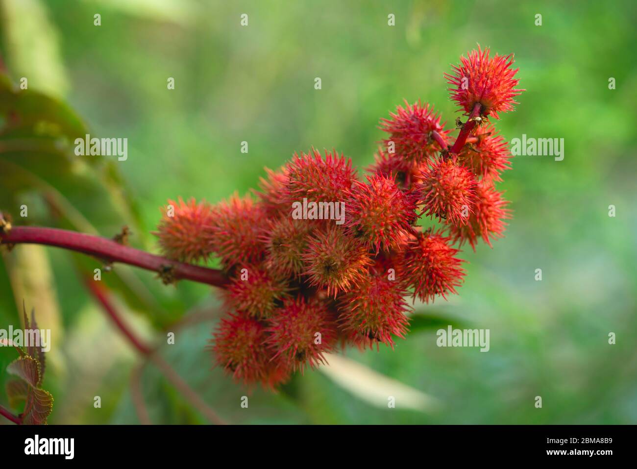 Castor oil fruits hi-res stock photography and images - Alamy