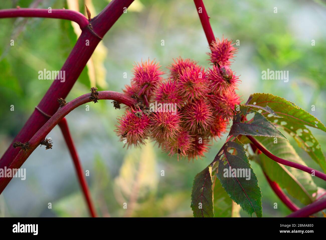 Castor oil fruits hi-res stock photography and images - Alamy