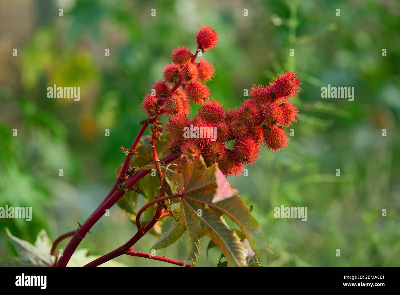 Castor oil fruits hi-res stock photography and images - Alamy