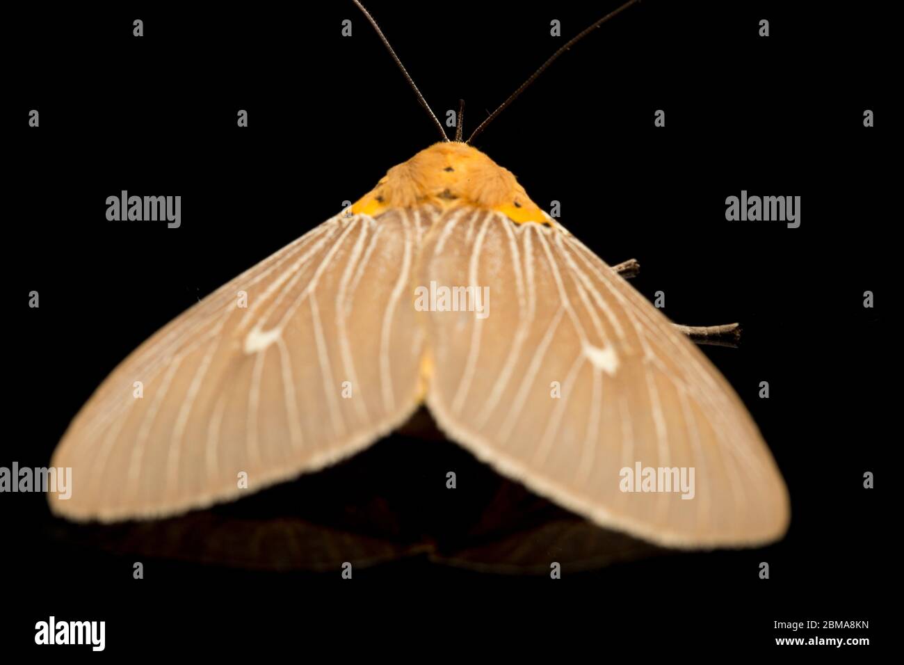 Asota heliconia is a moth in the family Erebidae isolated on black ...