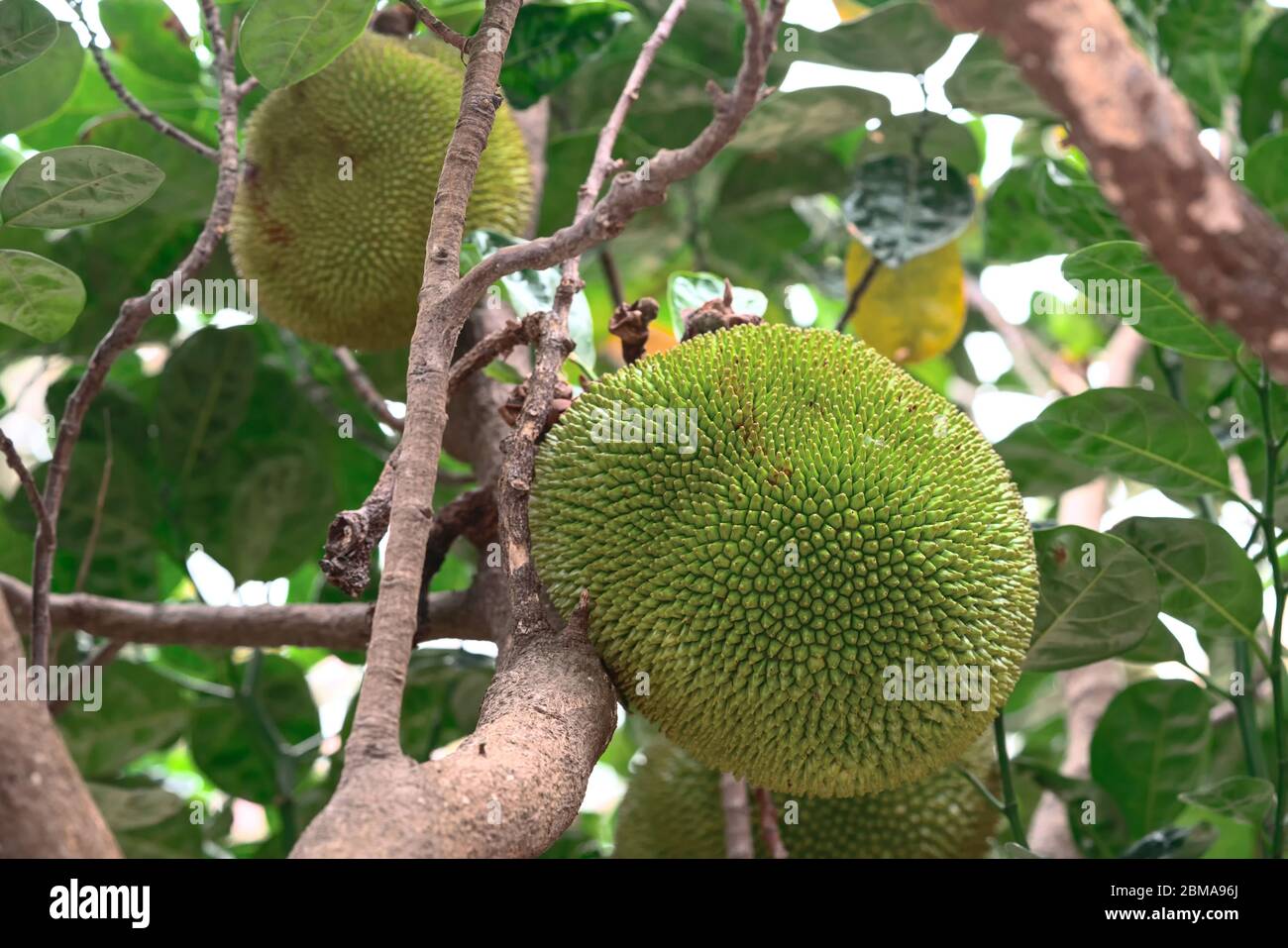 Jack tree hi-res stock photography and images - Alamy