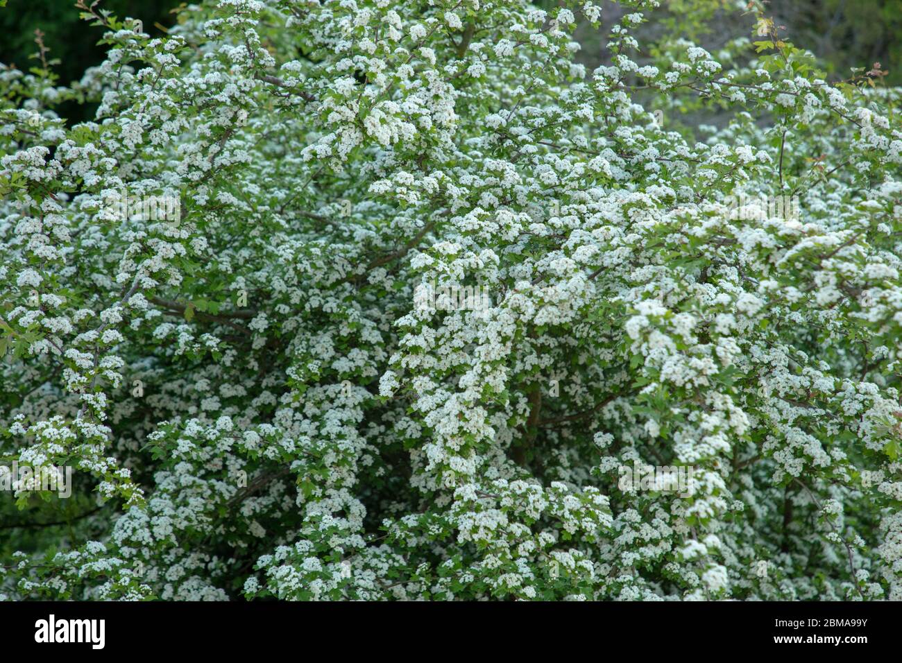 Hawthorn Tree Garden High Resolution Stock Photography and Images - Alamy