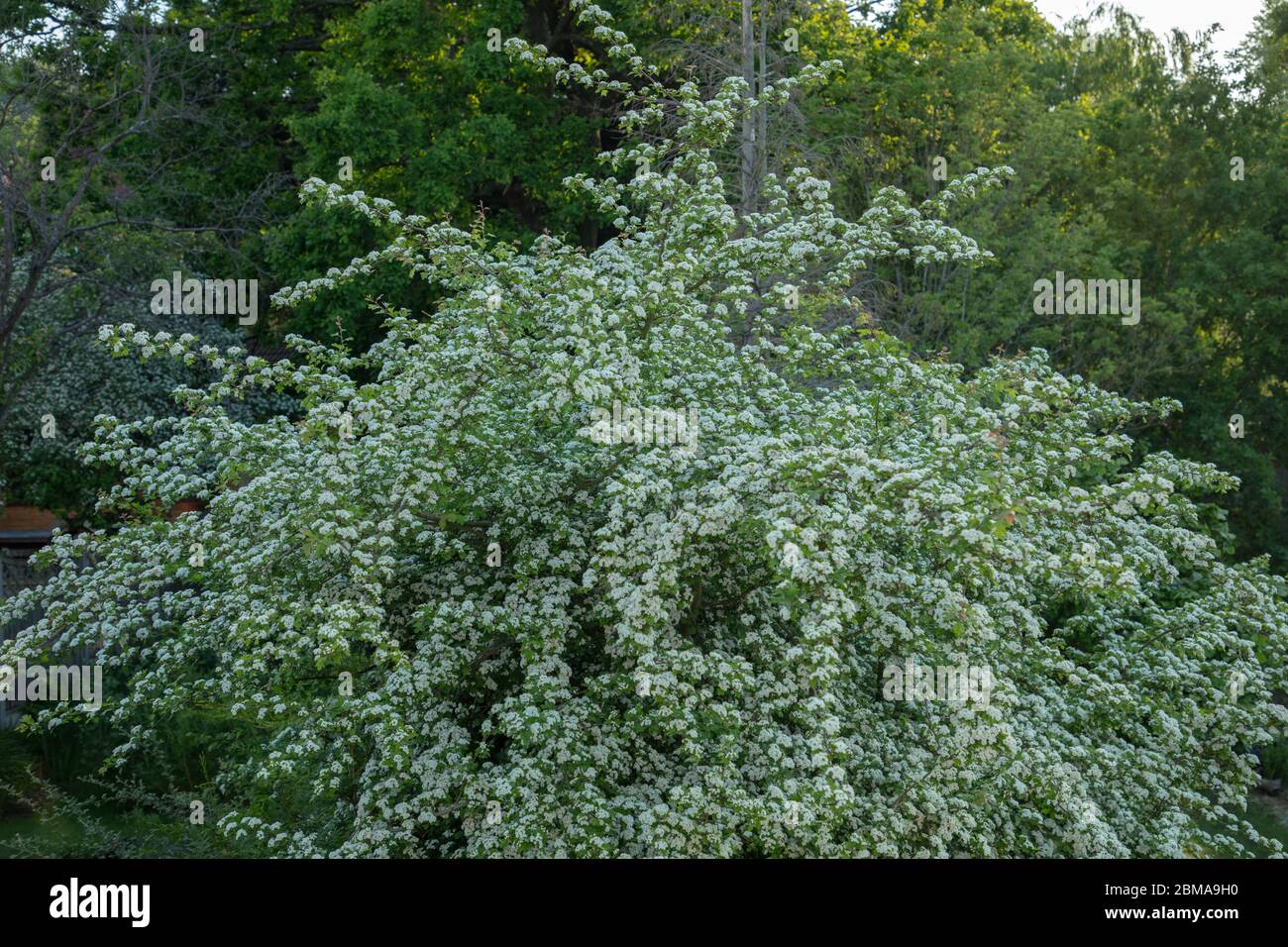 Hawthorn tree in full flower with white flowers in May Stock Photo - Alamy