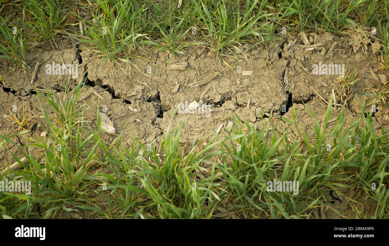Very drought dry field land with wheat Triticum aestivum, drying up the ...
