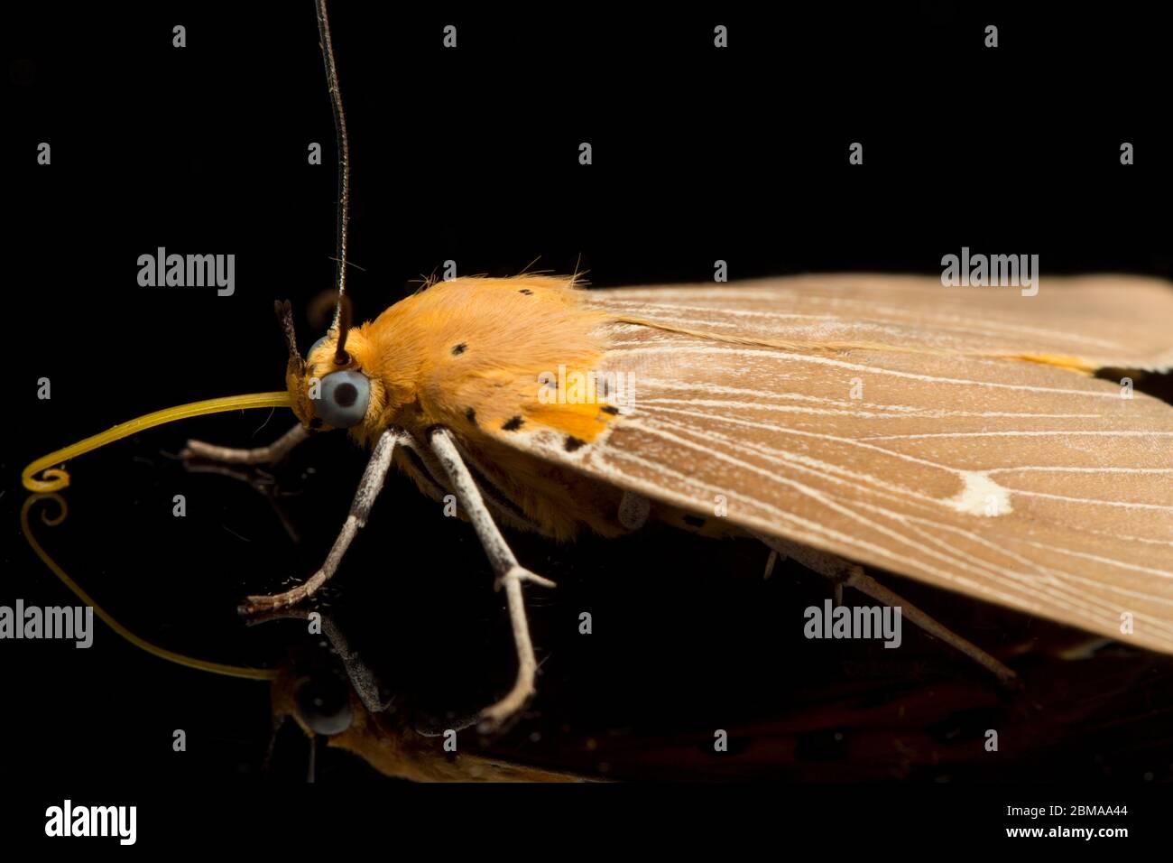 Asota heliconia is a moth in the family Erebidae isolated on black ...
