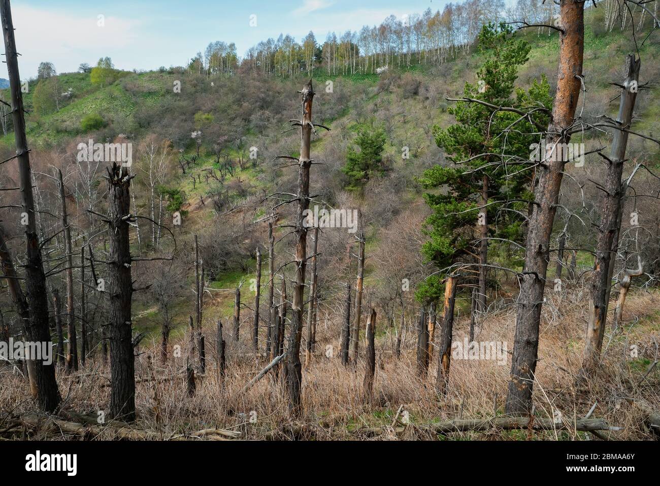 Dead coniferous trees in the mountains. Tien Shan mountains. Kazakhstan ...