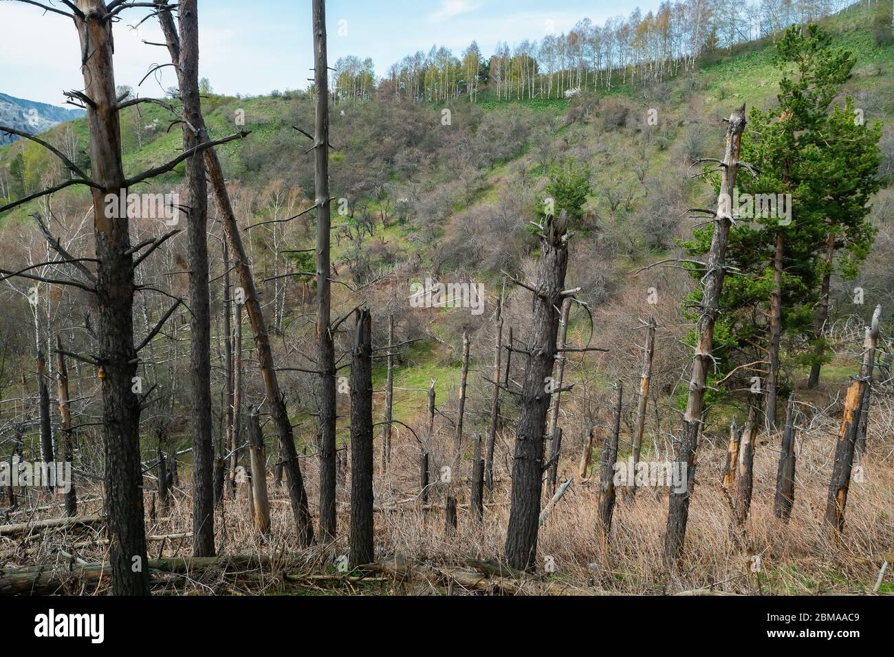 Dead coniferous trees in the mountains. Tien Shan mountains. Kazakhstan ...