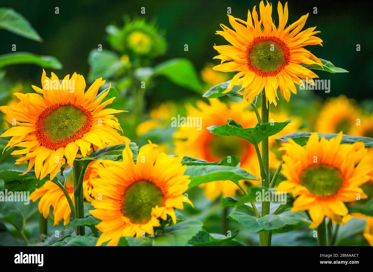 French sunflowers europe hi-res stock photography and images - Alamy