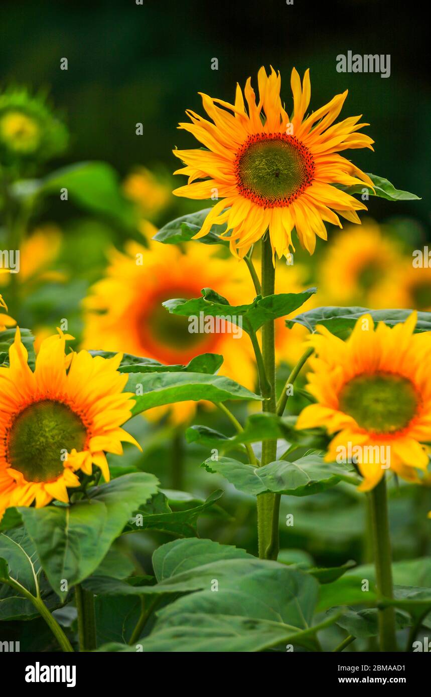 French sunflowers europe hi-res stock photography and images - Alamy