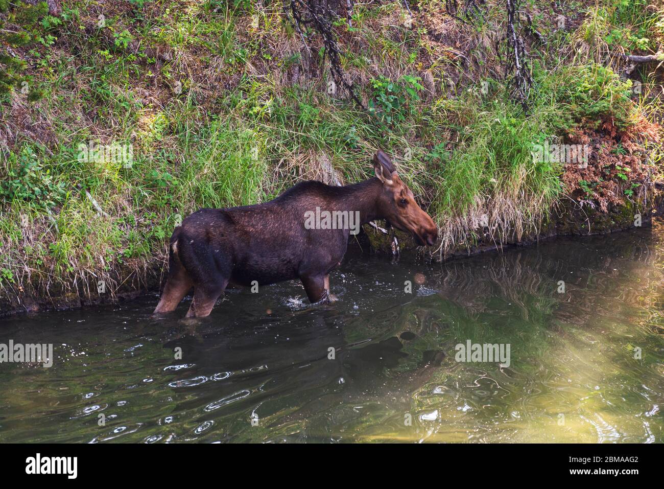 wild animals inside Jasper National Park, Alberta, Canada Stock Photo ...
