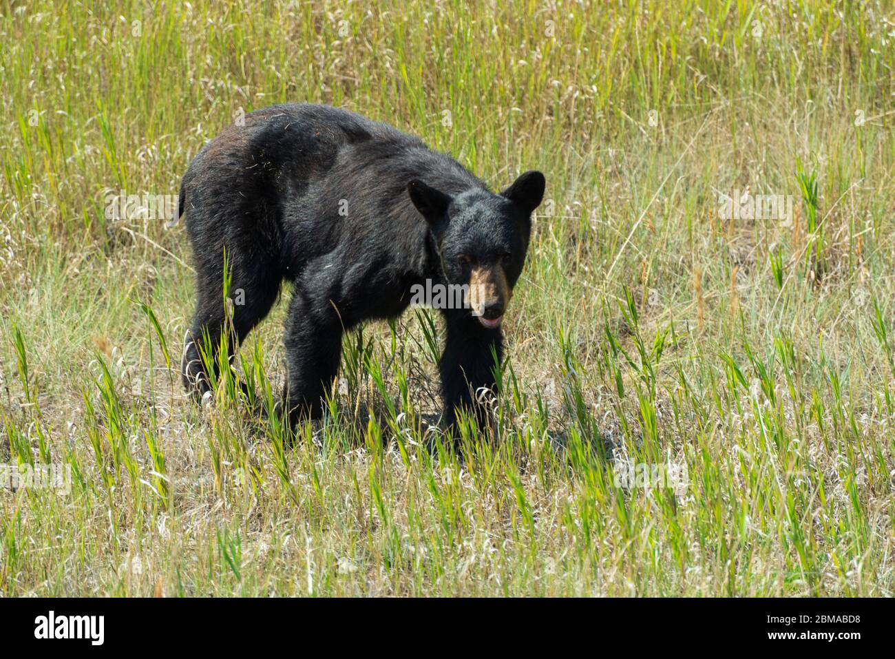 wild animals inside Jasper National Park, Alberta, Canada Stock Photo ...