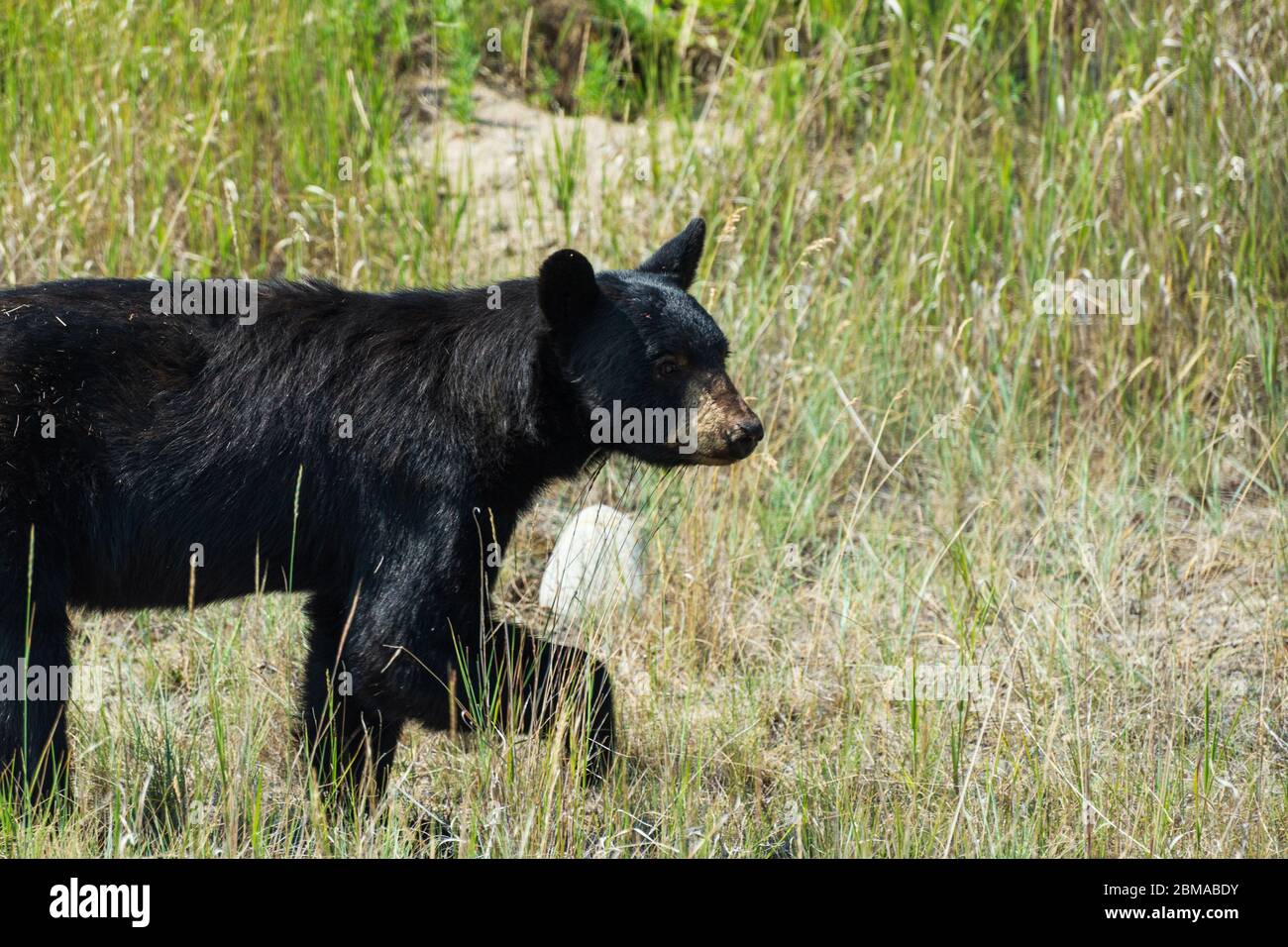 wild animals inside Jasper National Park, Alberta, Canada Stock Photo ...