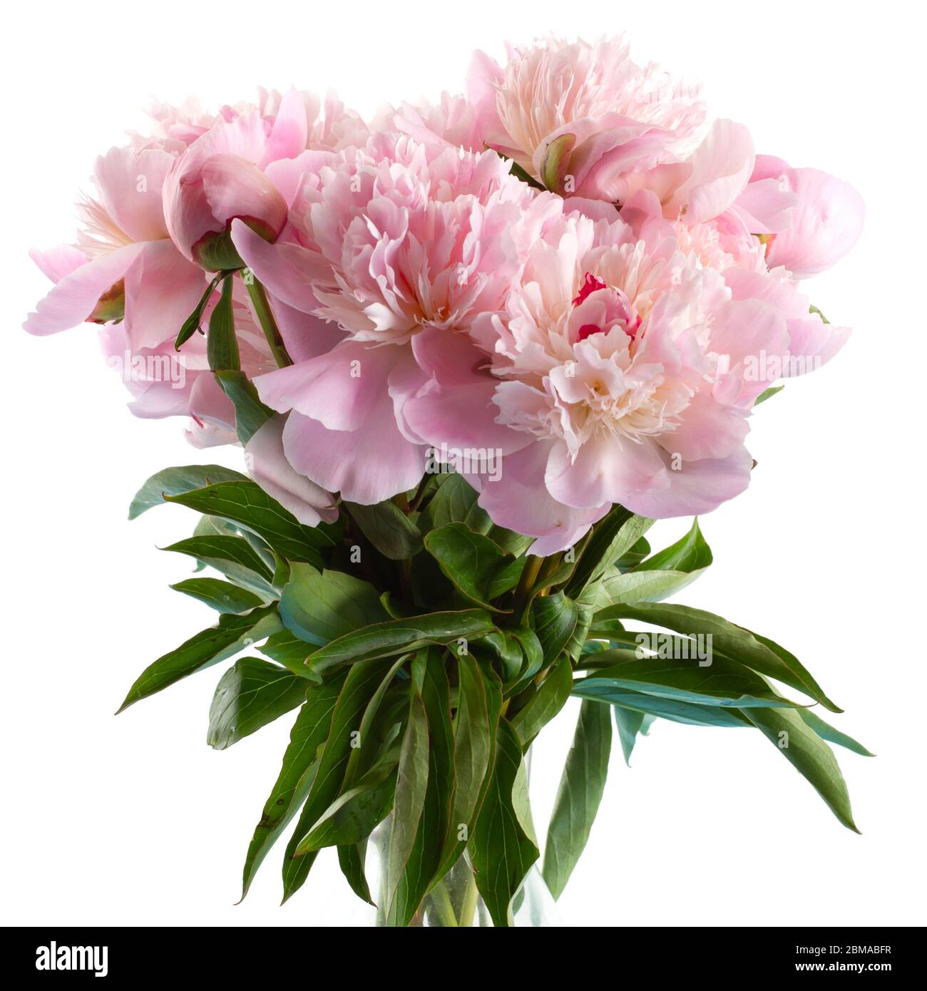 peonies isolated on white background Stock Photo - Alamy