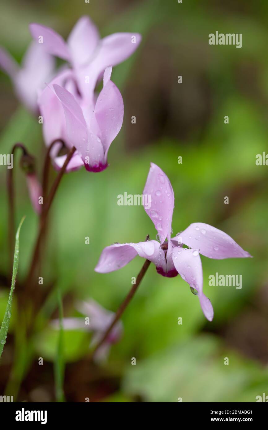 Cyclamen persicum, the Persian cyclamen, is a perennial growing from a ...