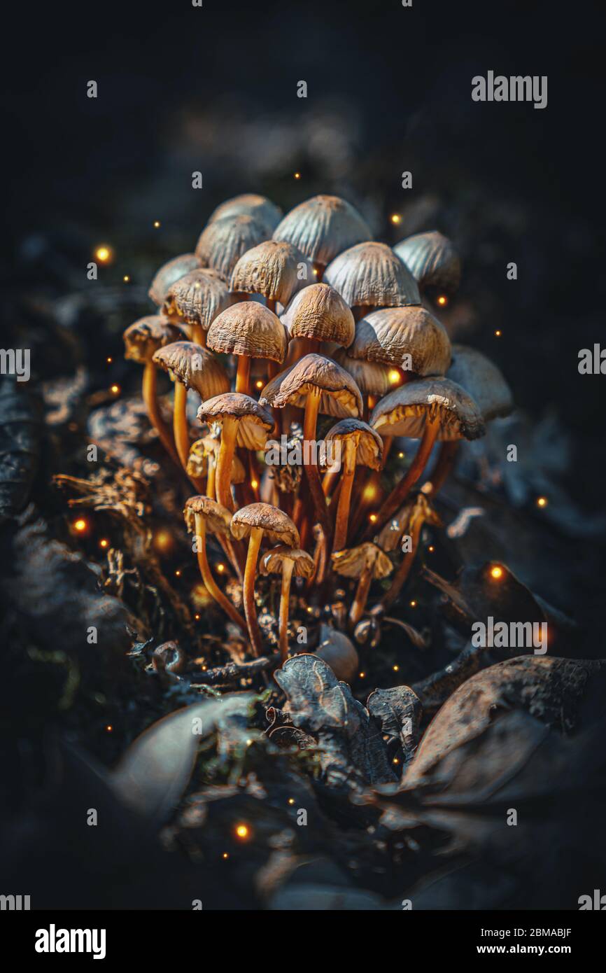 Wild Magic Mushrooms in the Fantasy Forest Stock Photo - Alamy