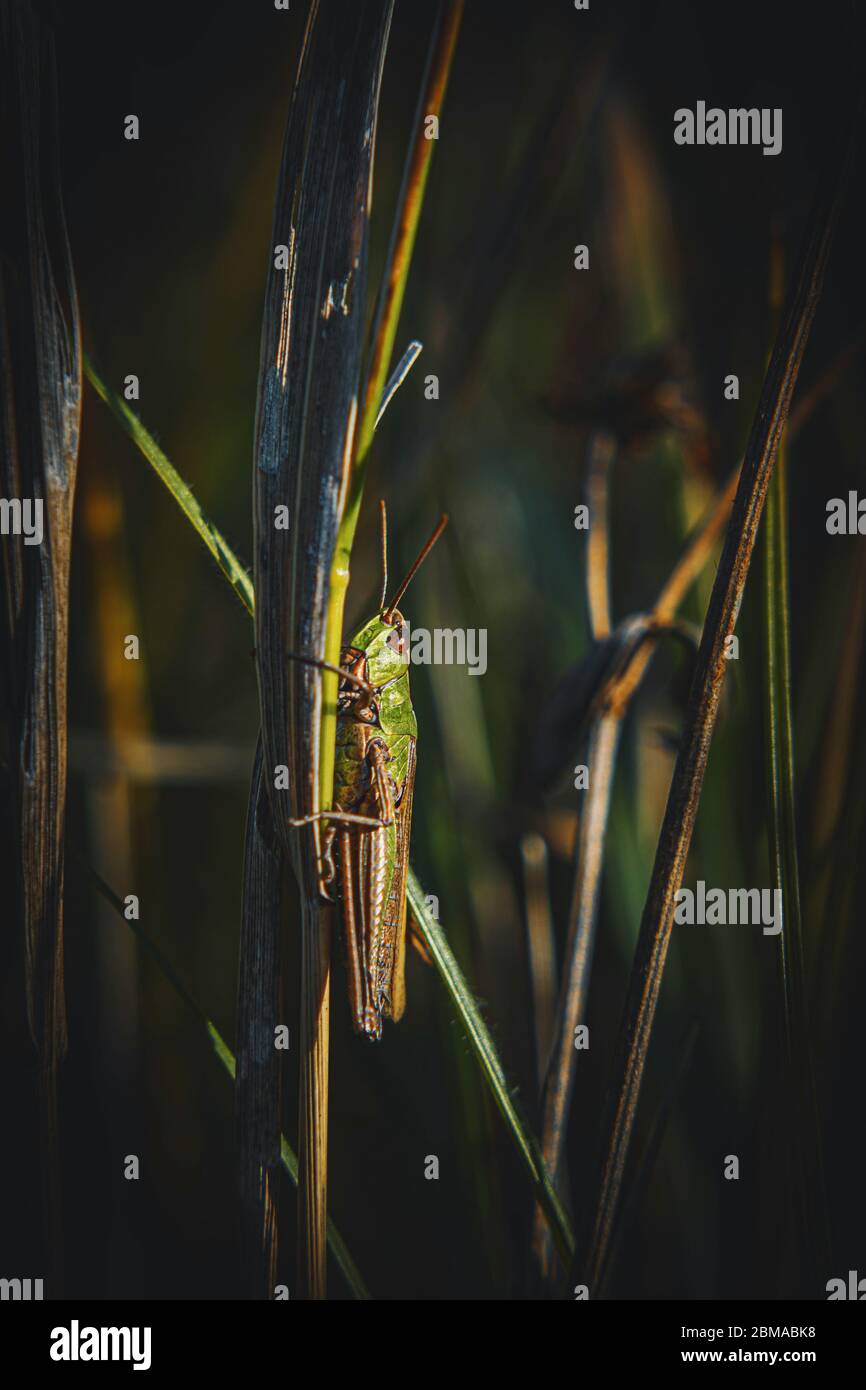 Grasshopper on Grass Side View Stock Photo - Alamy
