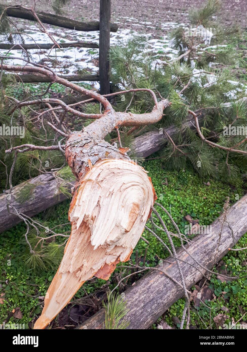 a tree broken by the wind fell and lay sits on the grass Stock Photo ...