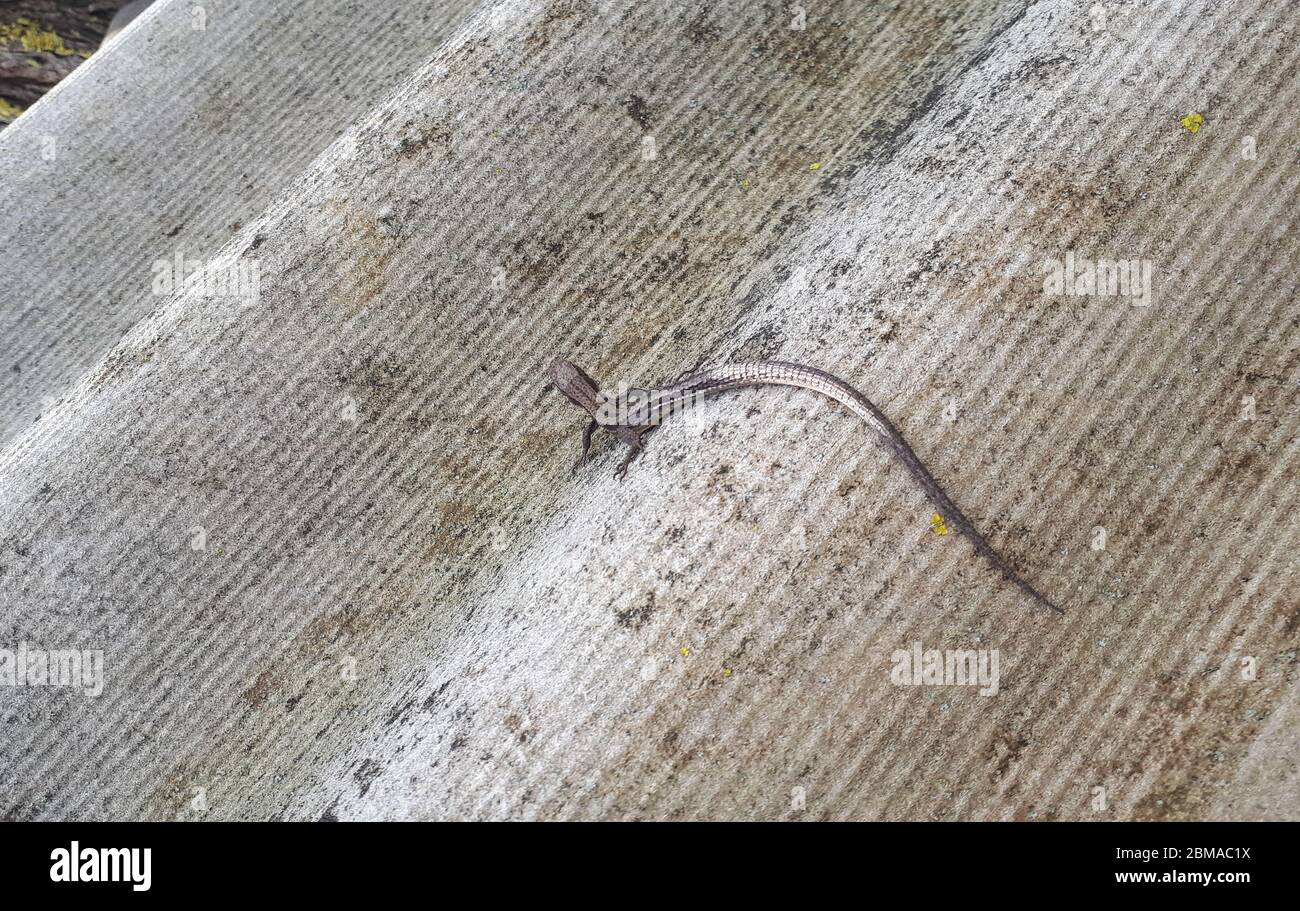 Gray lizards hi-res stock photography and images - Alamy