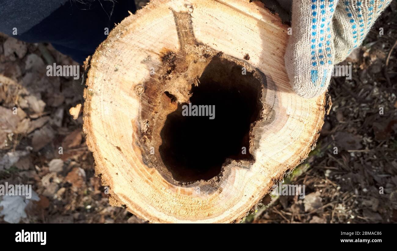 stump with an empty core. Put your hand in the hollow of the stump ...